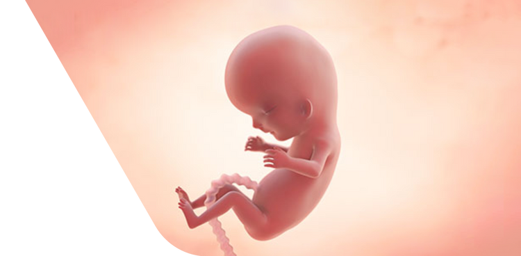 Your Guide to Being 11 Weeks Pregnant | Enfamil A+ Canada